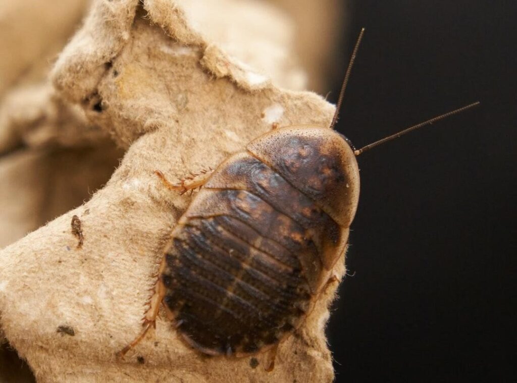 5 Things You Should Know About Dubia Roaches